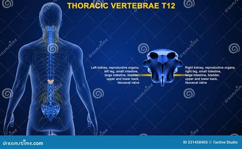 Thoracic Vertebrae Or Thoracic Spine Bone T12 Stock Illustration