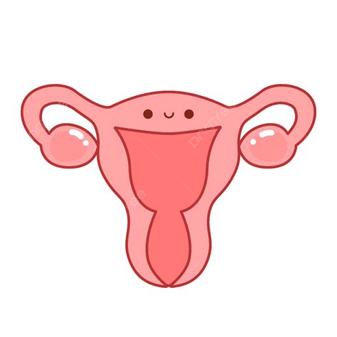 Elemento Decorativo De Vector De Ilustración De Línea De útero De