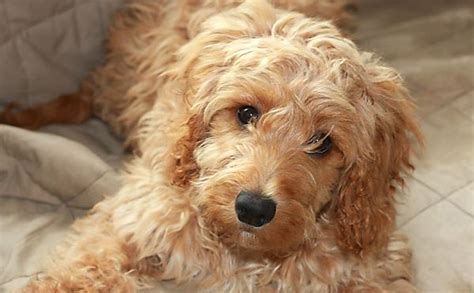 Cockapoo Puppy6months Confessions Of A Cockapoo