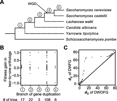 Gene Duplication Associated Adaptation Tends To Occur In Duplicates