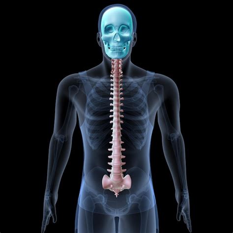 A Skeleton With A Skeleton In The Back And The Back Of It Premium Ai Generated Image