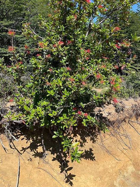 Embothrium Wikiwand