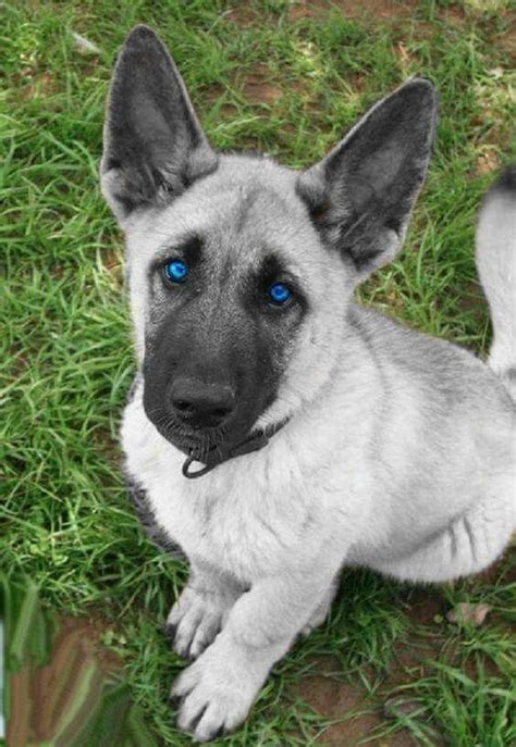 Those Eyes Puppies With Blue Eyes Shepherd Puppies German