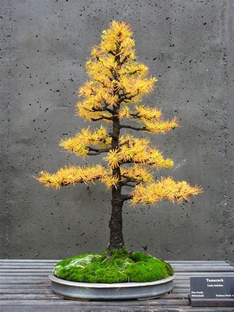 50 Semillas De Alerce Americano Larix Laricina Bamboo