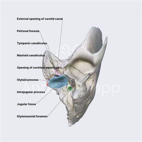 Styloid Process Inferior Veiw