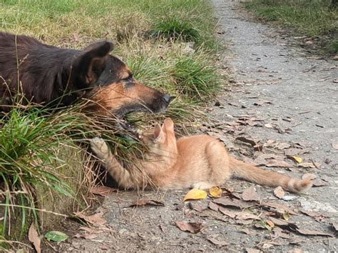 Tiny Orange In Wild Rtinyorangekittens