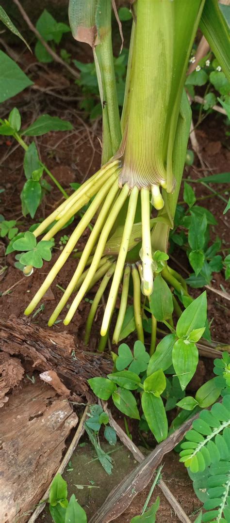 Its Start With A Good Seed Ans A Pre And Post Management Practices Ouko Wyckliffe