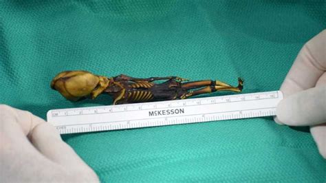 Se Resolvió El Misterio Del Increíble Esqueleto Minúsculo De Atacama