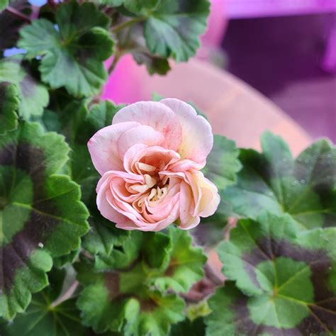 한송이 마르셀 한송이여도 좋다~ 이뻐~ 잎은 무성한데 달랑 한송이펴서 아쉽지만 꽃없는 즤집 베란다에선 대접받고 있어요~ㅎ 제라늄 마르 올댓제라늄 Band