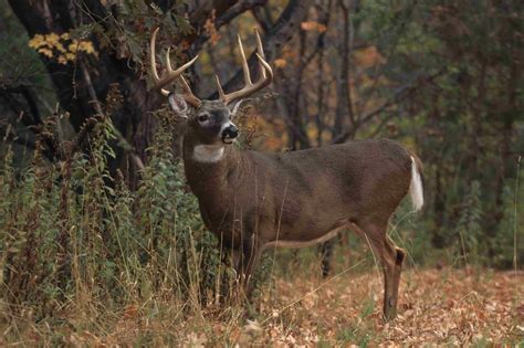 🔥 [50 ] Big Buck Deer Wallpapers Wallpapersafari
