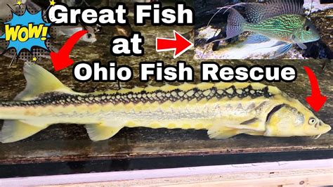 Awesome Fish At Ohio Fish Rescue In Huge Tanks