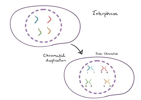 Interphase Meiosis Diagram