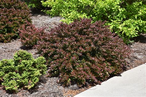 Concorde Japanese Barberry Plant At Meadows Farms Nurseries