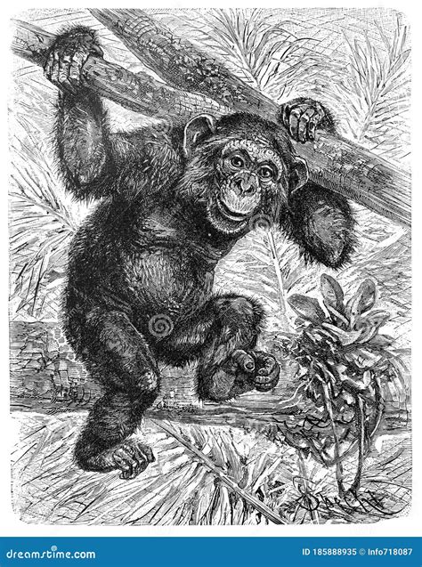 The Chimpanzee Pan Troglodytes Royalty Free Illustration