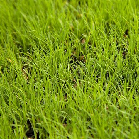 5 Types Of Lawn Grass To Consider For Your Yard