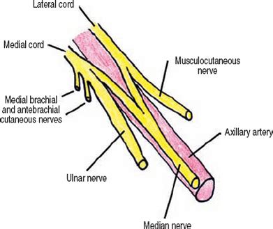 The Diagnostic Anatomy Of The Ulnar Nerve Neupsy Key