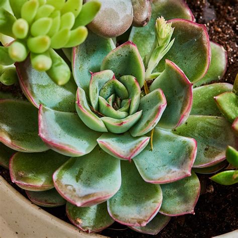 Echeveria Plant Care How To Grow And Maintain Echeveria Plants