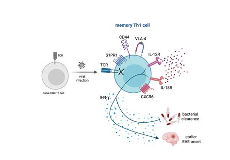 New Preprint Investigating Innate Functions Of Memory Th1 Cell In Vivo