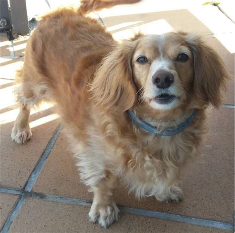 Golden Retriever Dachshund Mix Retriever Golden Dachshund Mix Amaze