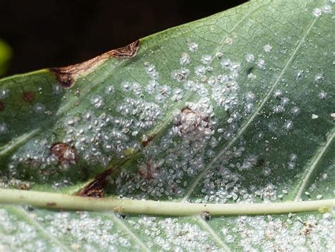 Identify And Control Whiteflies