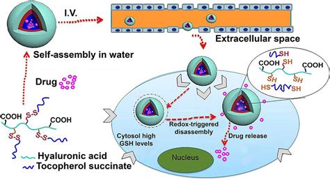 Redox Responsive Ha Ss Tos Ptx Micelles Exposed To Gsh Rich Download Scientific Diagram