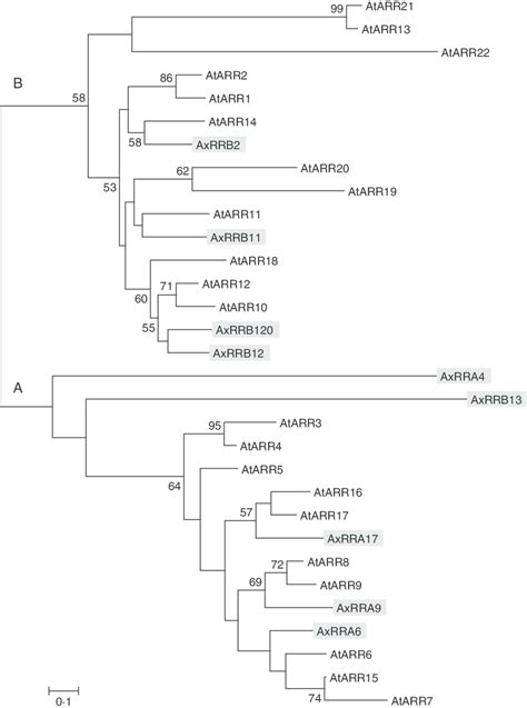 Phylogenetic Tree Of Actinidia And Arabidopsis Rrs The Unrooted