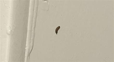 Small Segmented Bug With Short Legs Rwhatsthisbug