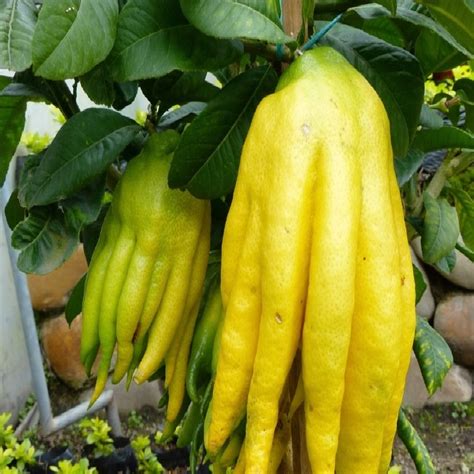Hand Of Buddah Citrus Medica Walnut Tree Company