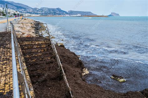 Wild Invasive Brown Algae On The Shoreline Alicante Spain Stock