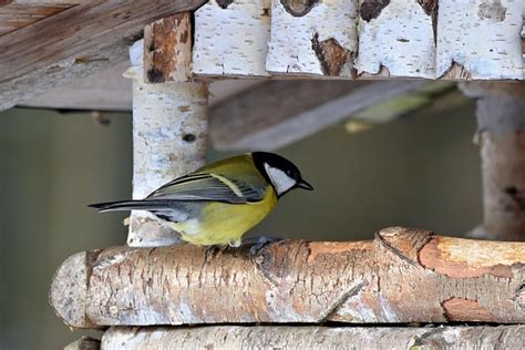 Ptak Wielkie Cycki Ornitologia Darmowe Zdjęcie Na Pixabay