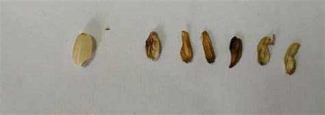 Embryo Vs Endosperm Development In Rice Researchgate