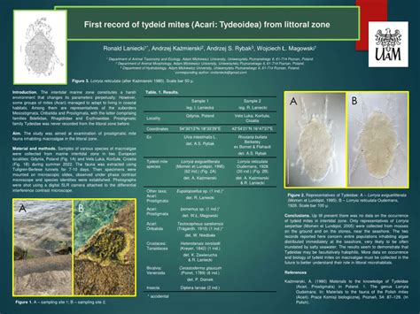 Pdf First Record Of Tydeid Mites Acari Tydeoidea From Littoral Zone