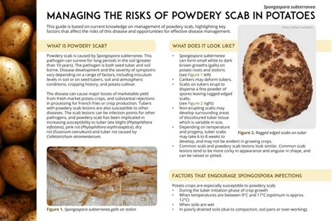 Managing The Risks Of Powdery Scab In Potatoes — Potatolink