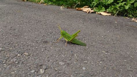 Grasshopper Insect Free Photo On Pixabay Pixabay