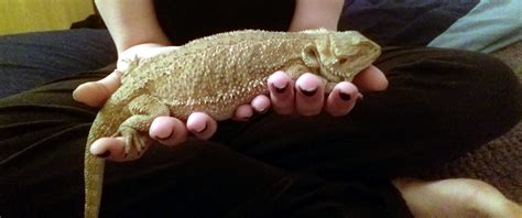 We Were Playing With One Of Our Bearded Dragons Puff Around Her Bedtime She Fell Asleep In My