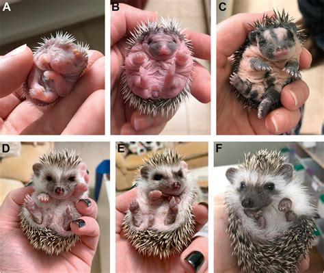 African Hedgehog Size