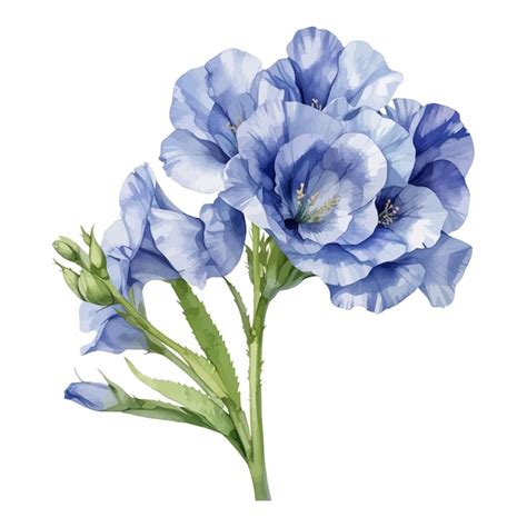 Editable Floral Vector Black Sage Salvia Mellifera Premium Ai