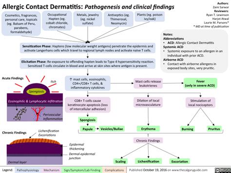 Allergic Contact Dermatitis Pathogenesis And Clinical Findings Calgary Guidecalgary Guide