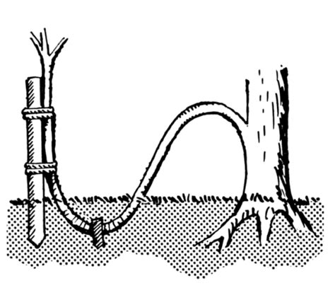 Difference Between Natural And Artificial Vegetative Propagation Definition Facts Methods