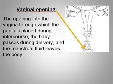 The Female Reproductive System Anatomy Conditions Care 6