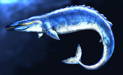 Basilosaurus The World Of Animals