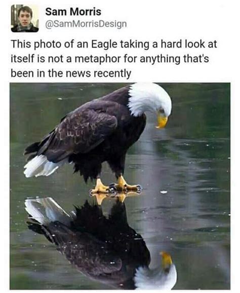 Sam Eagle Memes Gonzo At The End 😂 This Show Was Comedy Gold I