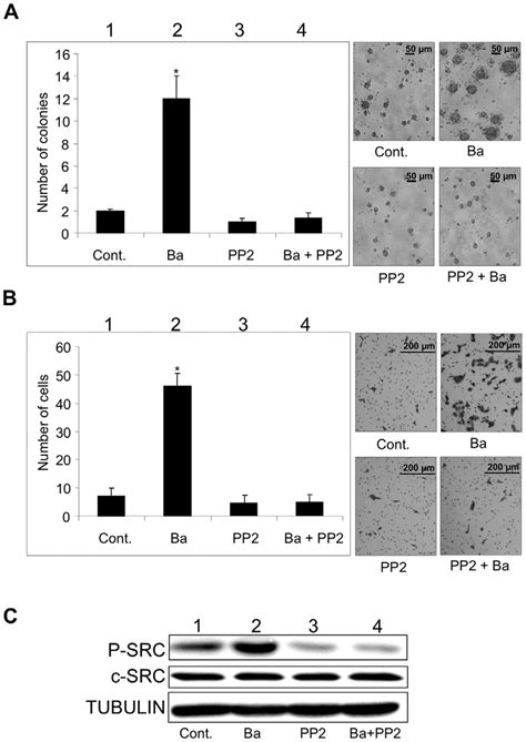 Effects Of C Src Kinase Activity On Barium Mediated Download