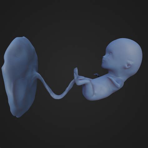 Stl File 12 Week Fetus・3d Printing Design To Download・cults