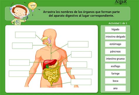 Machaditos Sexto De Primaria El Aparato Digestivo