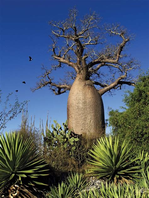 Baobab Tree Adansonia Digitata Britannica