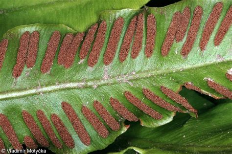 Asplenium Scolopendrium • Floraveg Eu