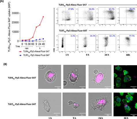 Tlrn Lig Pp3 Internalization And Localization A Timing Of