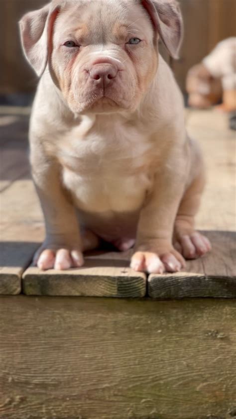 Level Up Bullies 🇨🇦 One Of Our Males From Our In House Breeding With
