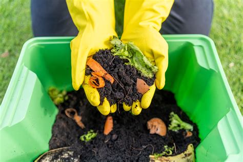 Whats The Right Compost For Your Plants West Somerset Garden Centre
